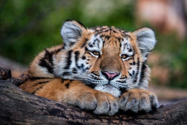 Tygrys – wygląd, ochrona, hodowla w ZOO i inne informacje