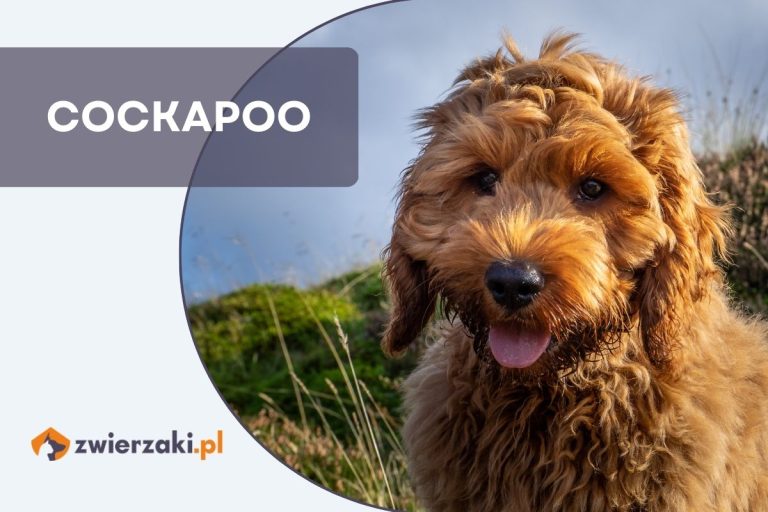 Cockapoo – cena, hodowla, opis rasy | Zwierzaki