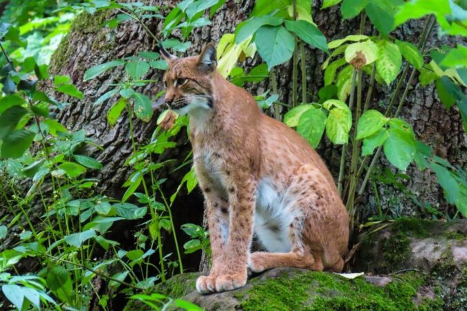 Ryś euroazjatycki – jak wygląda, co je, gdzie występuje