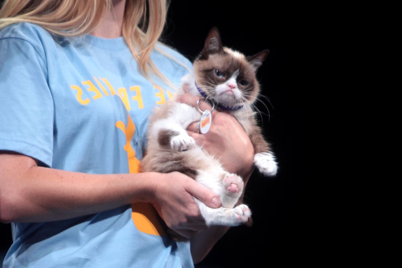 Grumpy Cat – zrzędliwy kot z internetowych memów | Zwierzaki