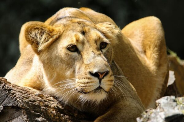 Lew afrykański – opis, zdjęcia, ile lat żyją lwy, co jedzą