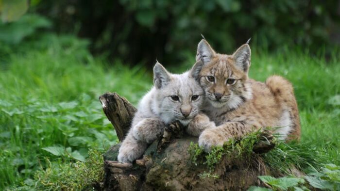 Ryś euroazjatycki – jak wygląda, co je, gdzie występuje