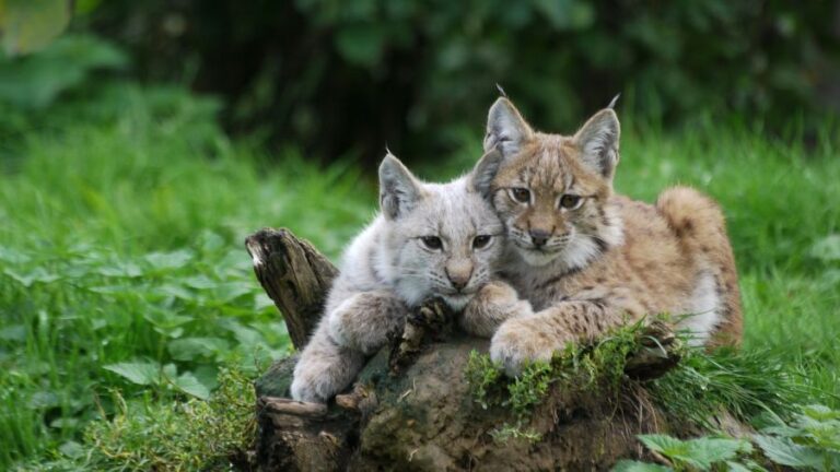 Ryś euroazjatycki – jak wygląda, co je, gdzie występuje