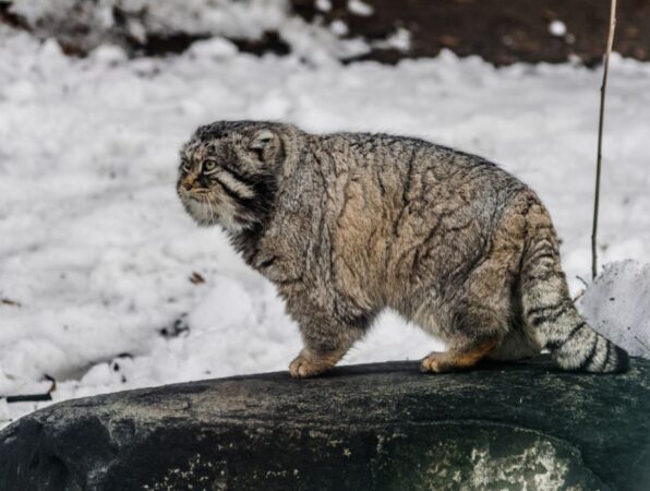 Manul stepowy – hodowla w domu, charakter | Zwierzaki