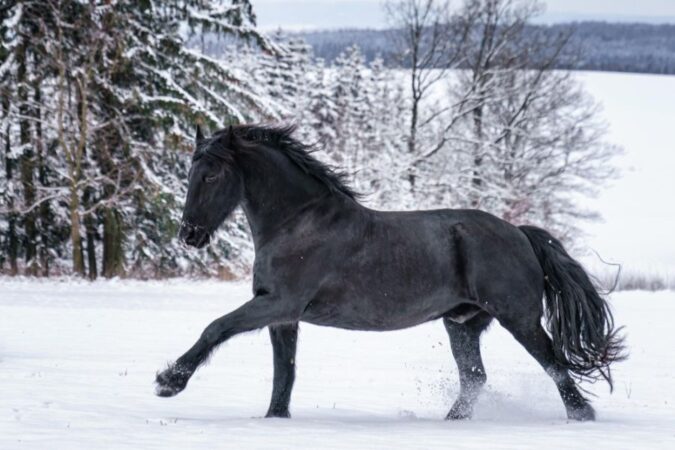 Kary koń – jak wygląda? Jaki to kolor? | Zwierzaki