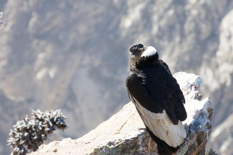 Kondor wielki – ciekawostki, gdzie występuje, upierzenie