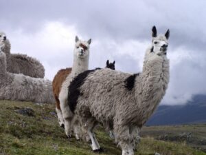 Lama andyjska – najważniejsze informacje o zwierzęciu
