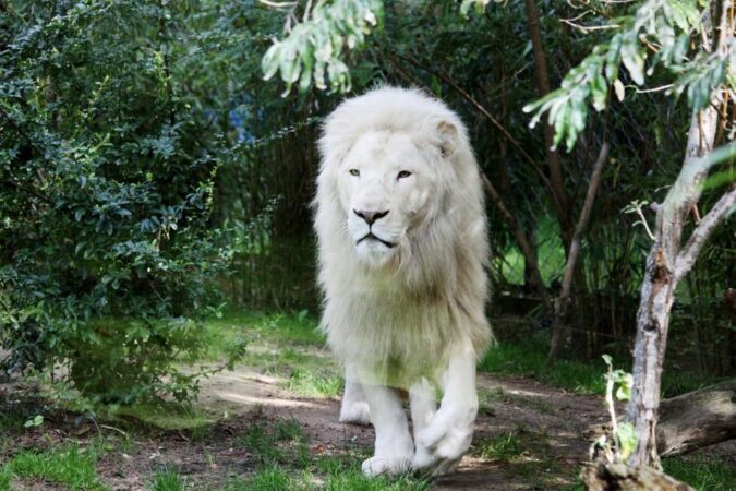 Lew afrykański – opis, zdjęcia, ile lat żyją lwy, co jedzą