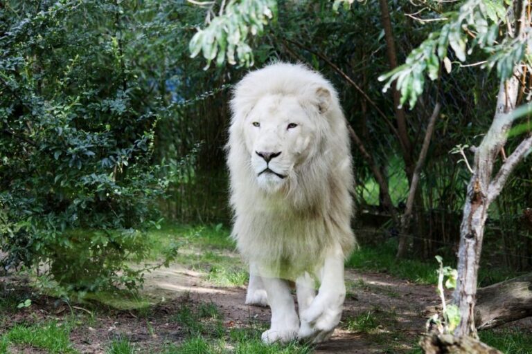 Lew afrykański – opis, zdjęcia, ile lat żyją lwy, co jedzą