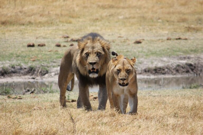 Lew afrykański – opis, zdjęcia, ile lat żyją lwy, co jedzą