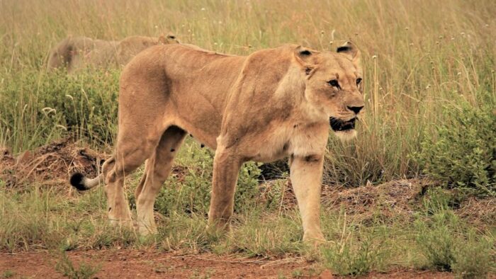 Lew afrykański – opis, zdjęcia, ile lat żyją lwy, co jedzą