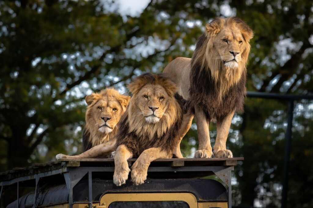 Lew afrykański – opis, zdjęcia, ile lat żyją lwy, co jedzą