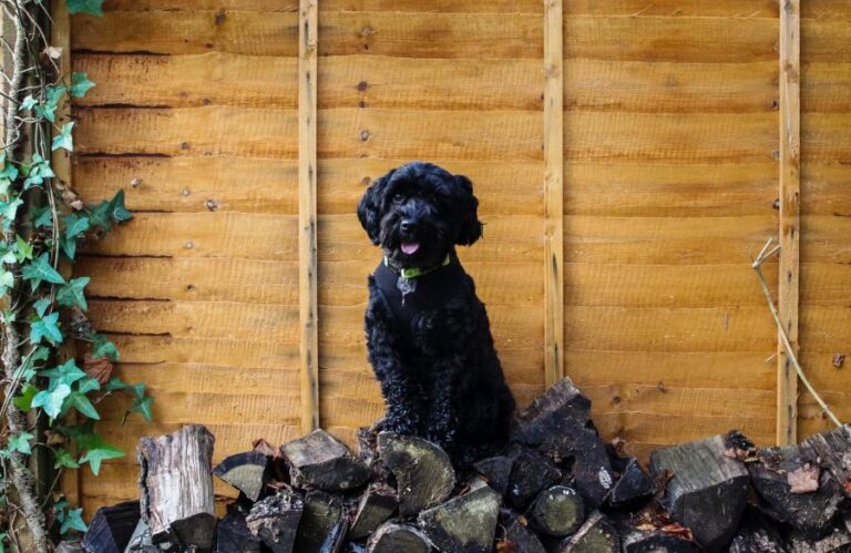 Cockapoo – cena, hodowla, opis rasy | Zwierzaki