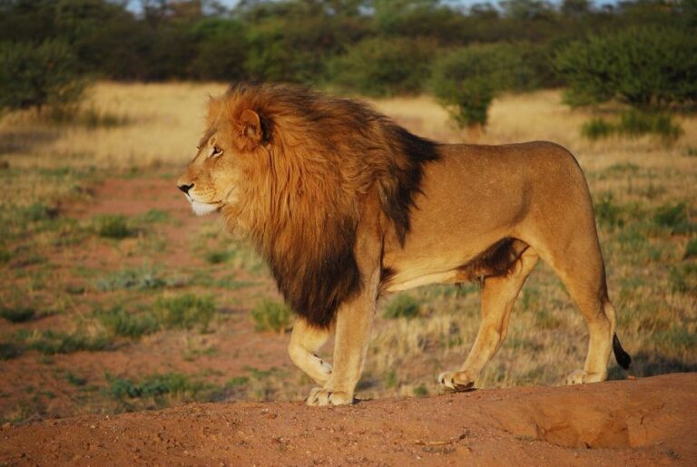 Lew afrykański – opis, zdjęcia, ile lat żyją lwy, co jedzą