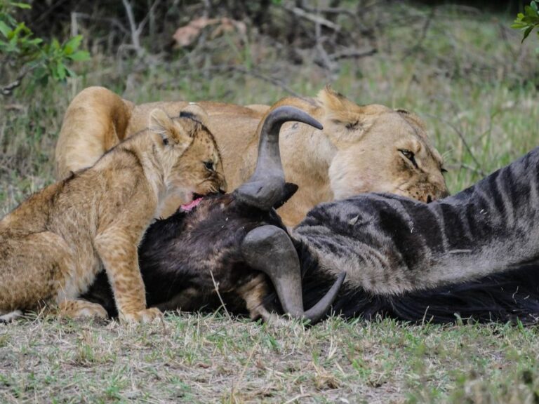 Lew afrykański – opis, zdjęcia, ile lat żyją lwy, co jedzą