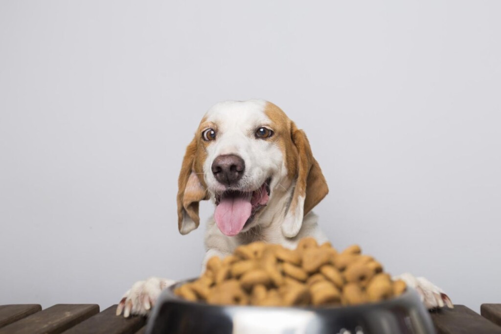 Ranking karmy dla psa junior – produkty dla szczeniąt