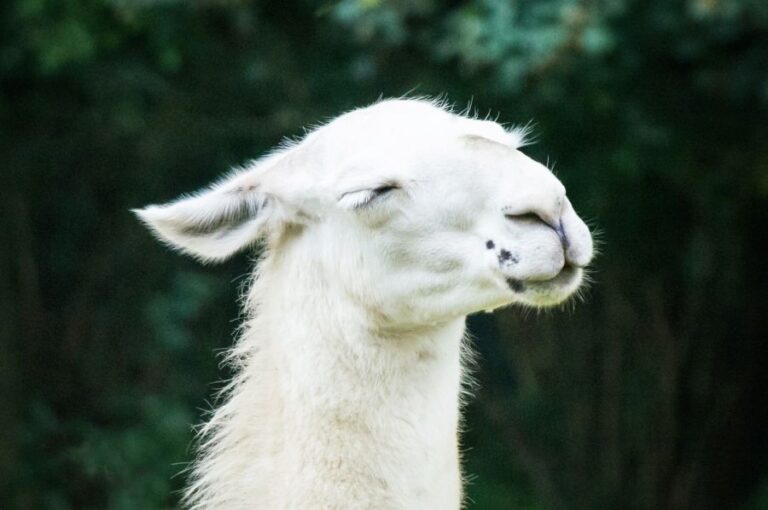 Lama andyjska – najważniejsze informacje o zwierzęciu