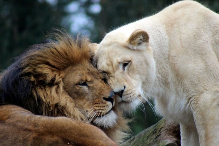 Lew afrykański – opis, zdjęcia, ile lat żyją lwy, co jedzą