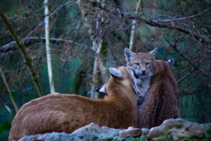Ryś euroazjatycki – jak wygląda, co je, gdzie występuje