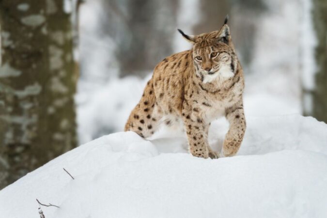 Ryś euroazjatycki – jak wygląda, co je, gdzie występuje