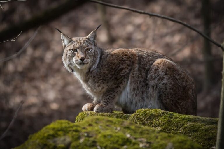 Ryś euroazjatycki – jak wygląda, co je, gdzie występuje