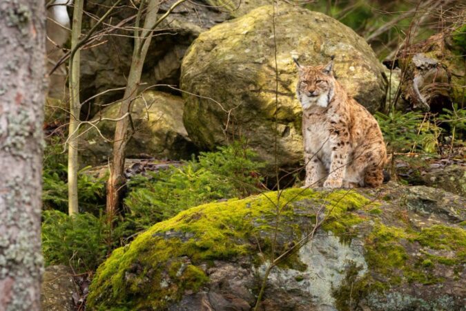 Ryś euroazjatycki – jak wygląda, co je, gdzie występuje