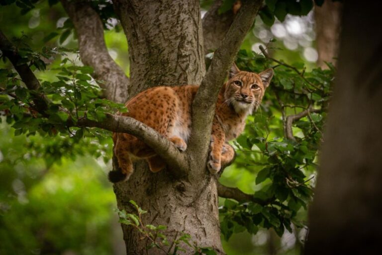Ryś euroazjatycki – jak wygląda, co je, gdzie występuje