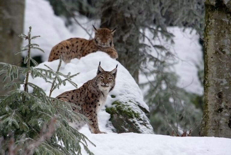 Ryś euroazjatycki – jak wygląda, co je, gdzie występuje