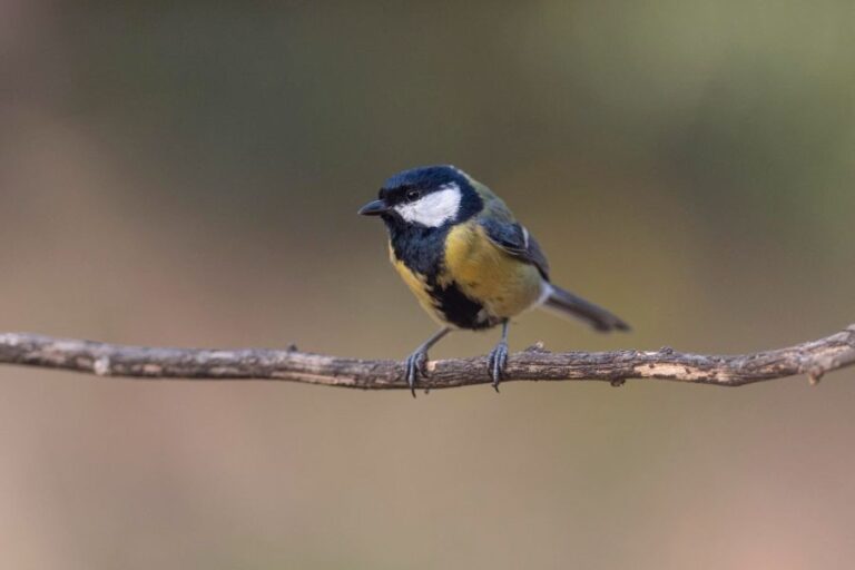 Sikorka bogatka zwyczajna – jak wygląda, ciekawostki, śpiew