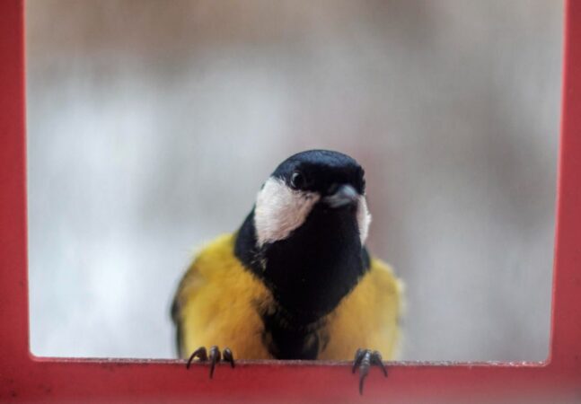 Sikorka bogatka zwyczajna – jak wygląda, ciekawostki, śpiew
