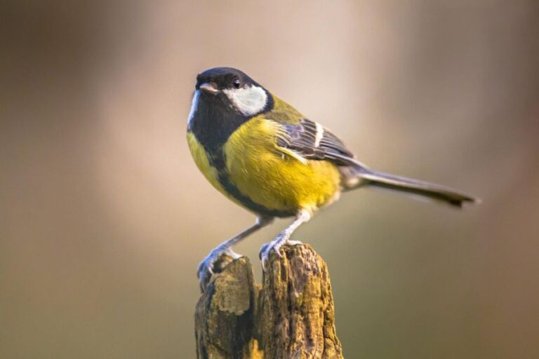 Sikorka bogatka zwyczajna – jak wygląda, ciekawostki, śpiew