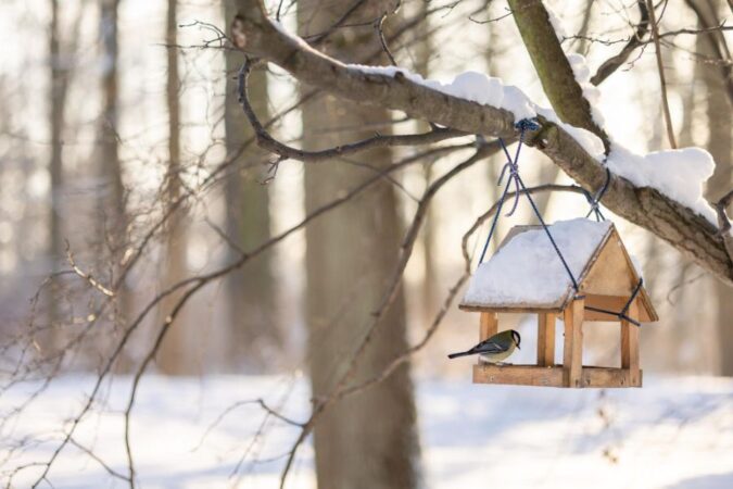 Sikorka bogatka zwyczajna – jak wygląda, ciekawostki, śpiew