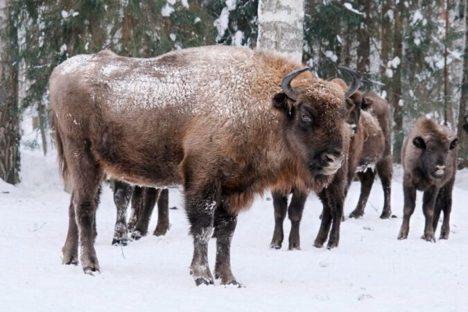 Żubr europejski w ZOO i parkach narodowych – jak go ratować?