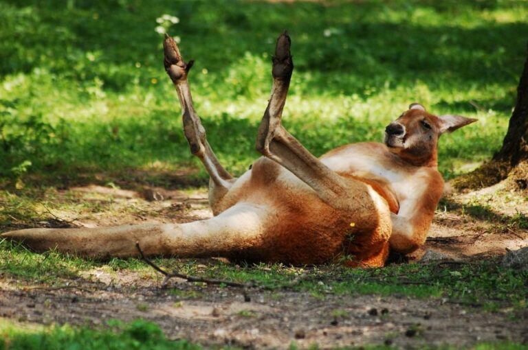 Kangur rudy, szary i inne – poznaj podstawowe informacje