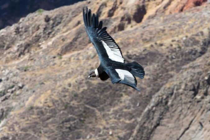 Kondor wielki – ciekawostki, gdzie występuje, upierzenie