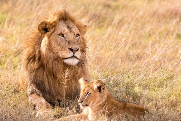 Lew afrykański – opis, zdjęcia, ile lat żyją lwy, co jedzą