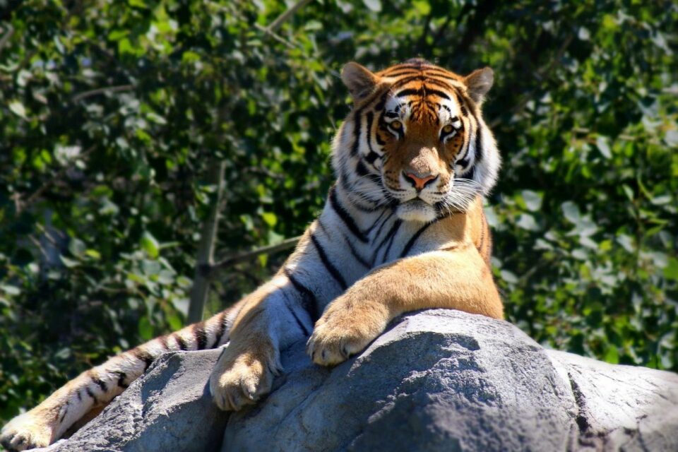 Tygrys – wygląd, ochrona, hodowla w ZOO i inne informacje