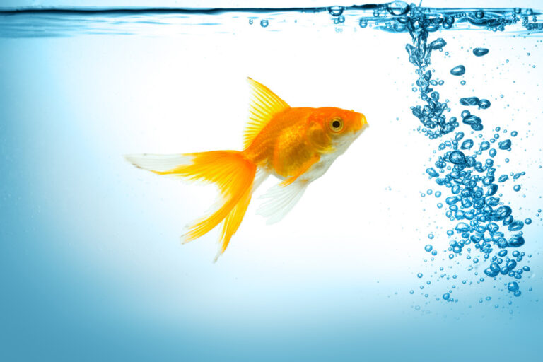 Welonki – wszystkie informacje o gatunku