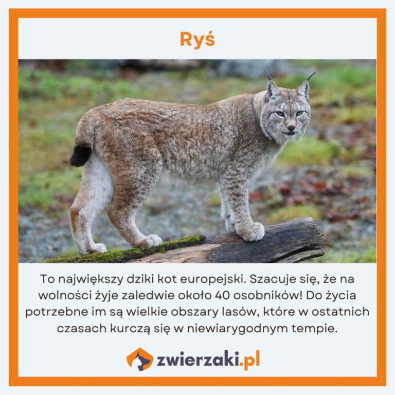 Zwierzęta zagrożone wyginięciem w Polsce – gatunki