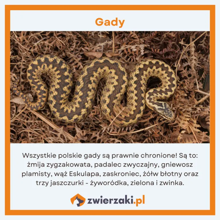 Zwierzęta chronione w Polsce – gatunki objęte ochroną