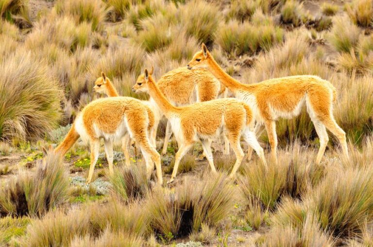 Wikunia andyjska – cena, wygląd, pożywienie