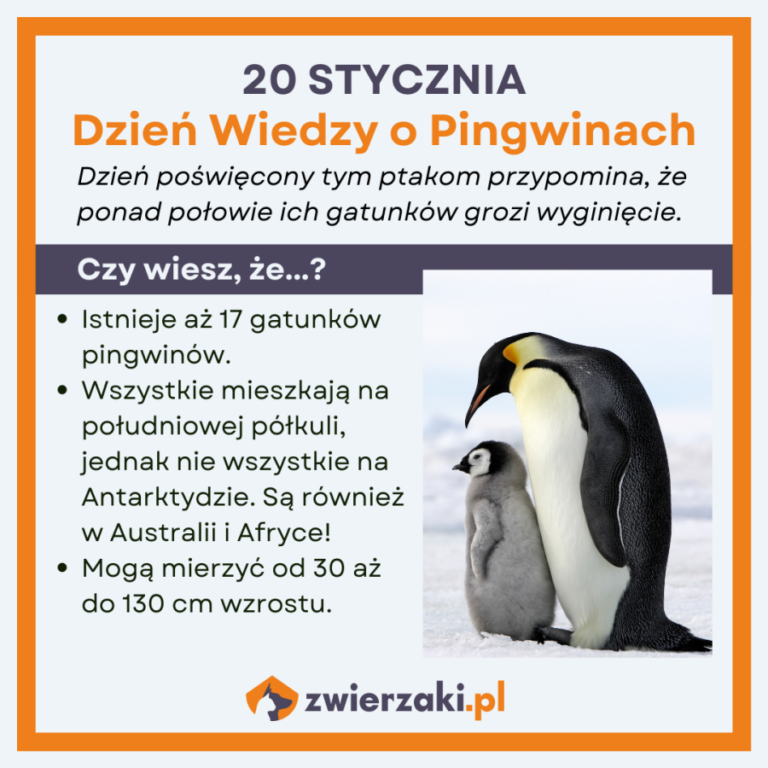 Dzień Wiedzy o Pingwinach 2025 – kiedy? | Zwierzaki