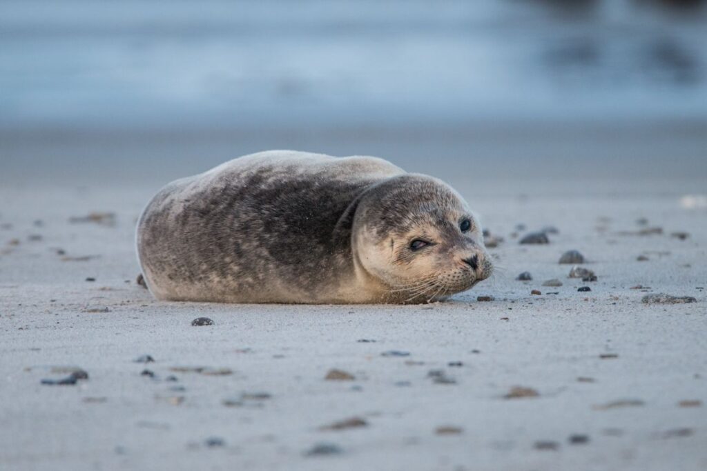 Foka szara (szarytka morska) – ciekawostki, występowanie