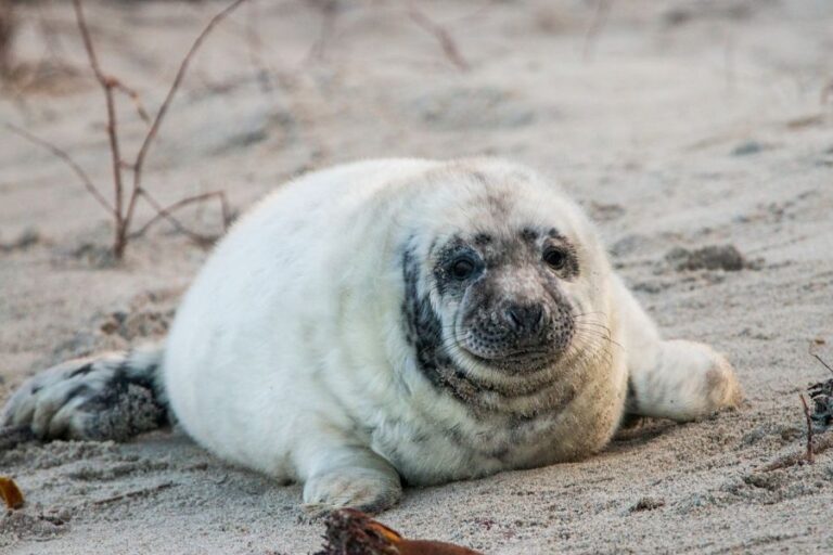 Foka szara (szarytka morska) – ciekawostki, występowanie