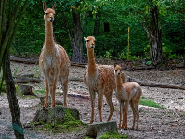 Wikunia andyjska – cena, wygląd, pożywienie