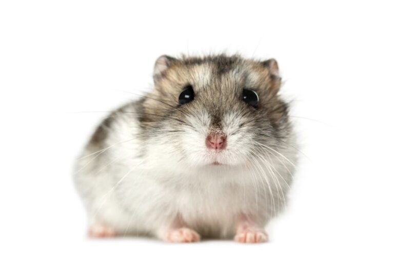 Imiona dla chomika – jak je wybrać dla samca lub samicy?
