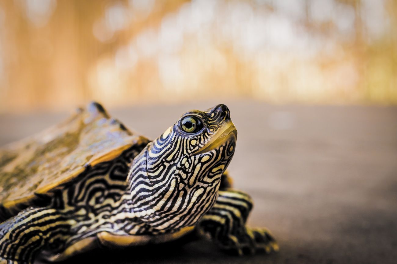 Żółw sępi – tajemniczy i niebezpieczny gad