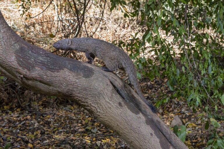 Mangusta – opis gatunku i status ochrony
