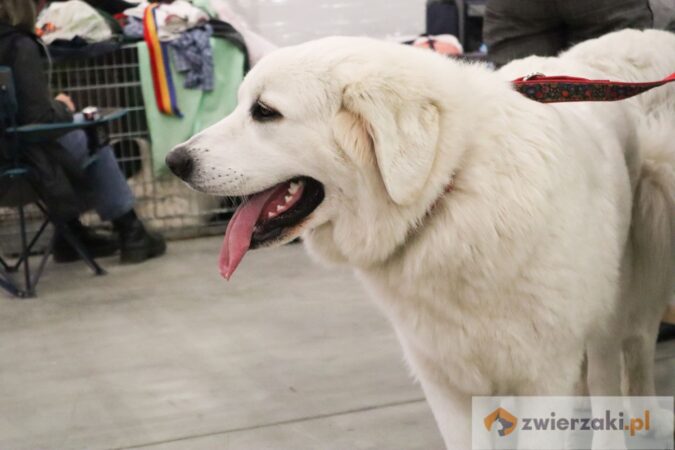 Psy obronne – poznaj rasy psów bojowe i obronne