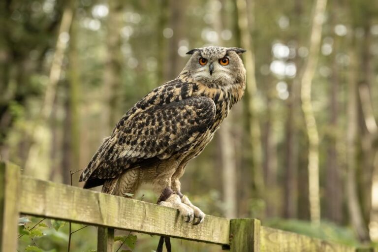 Puchacz zwyczajny (Bubo bubo) – największa sowa w Polsce